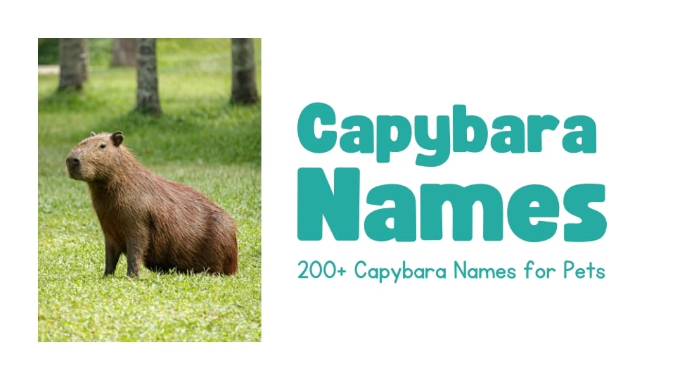 200 Capybara Names Cute Funny And Perfect For Your Pet 