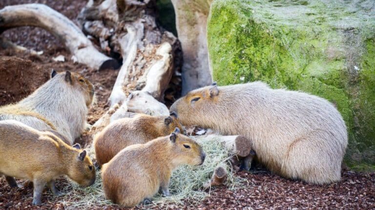 Baby Capybara Gentle Giants of the Rodent World