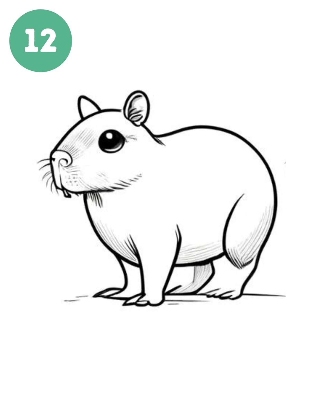 How to Draw a Capybara - CapyBara Mag