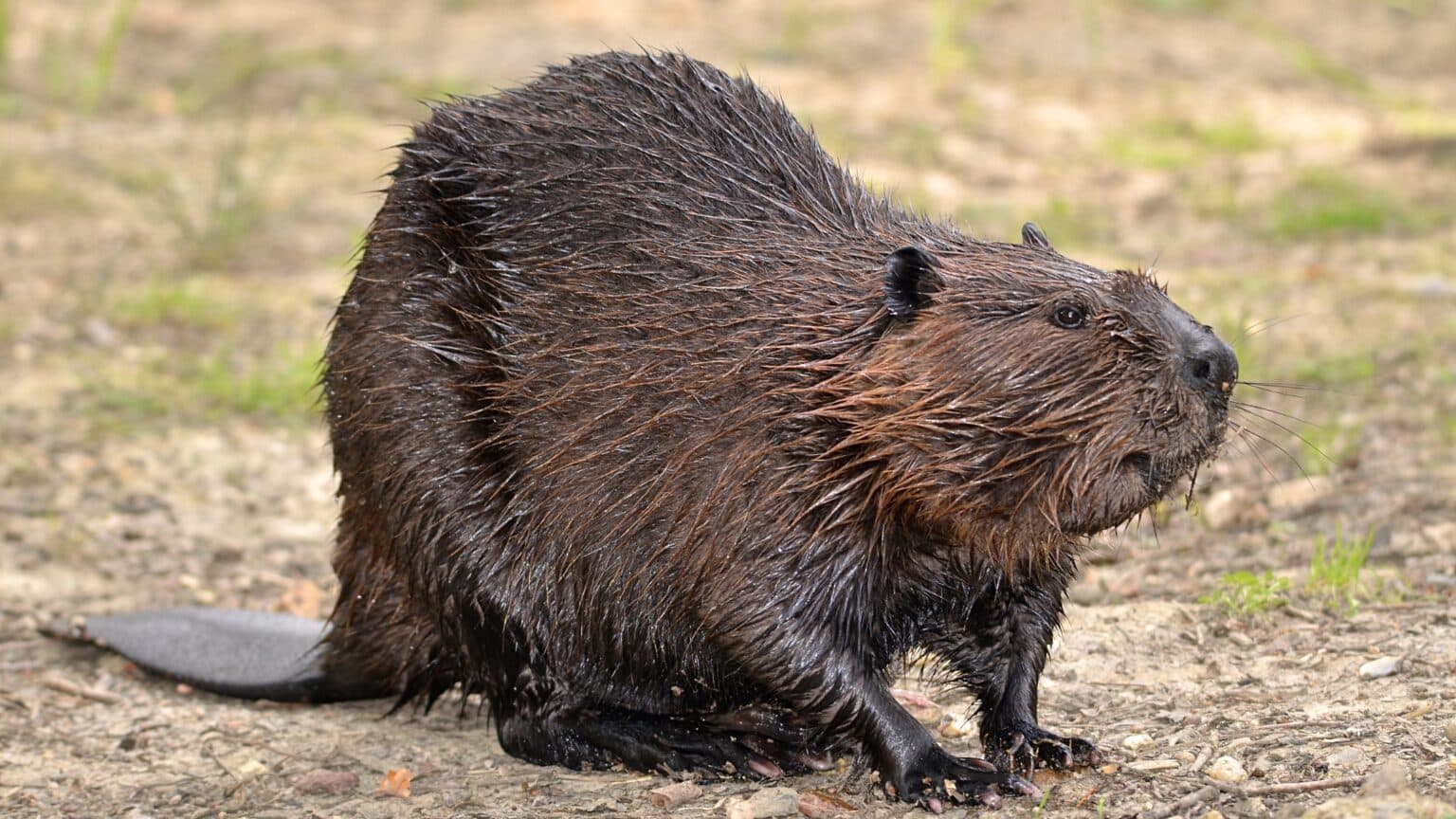 The World's Largest Rodents and Their Unique Characteristics - CapyBara Mag