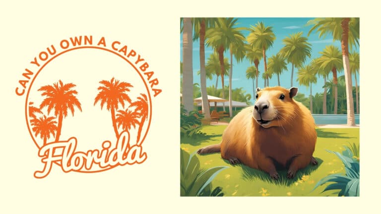 Capybara Facts - CapyBara Mag
