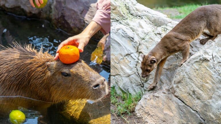 Capybara vs Fossa - CapyBara Mag