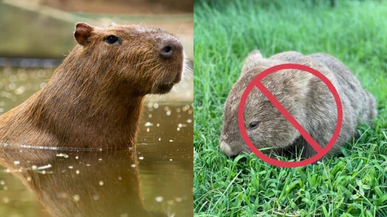 Capybara vs Wombat - CapyBara Mag